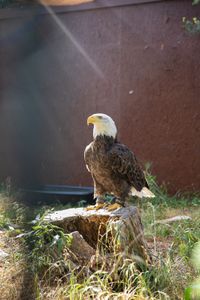Sia: The Comanche Eagle & Raptor Center | TravelOK.com - Oklahoma's ...