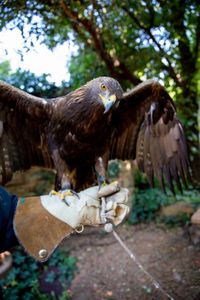 Sia: The Comanche Eagle & Raptor Center | TravelOK.com - Oklahoma's ...