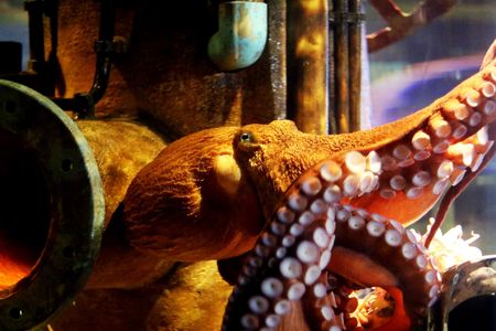 Oklahoma Aquarium | TravelOK.com - Oklahoma's Official Travel & Tourism ...