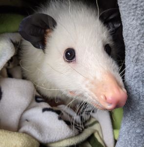 Bernice Area at Grand Lake State Park | TravelOK.com - Oklahoma's ...