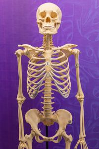 Skeletons: Museum of Osteology | TravelOK.com - Oklahoma's Official ...