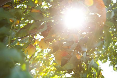 Livesay Orchards | TravelOK.com - Oklahoma's Official Travel & Tourism Site