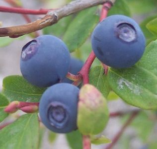 Huckleberry Festival | TravelOK.com - Oklahoma's Official Travel ...