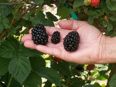 Owasso Christmas Tree & Berry Farm | TravelOK.com - Oklahoma's Official ...