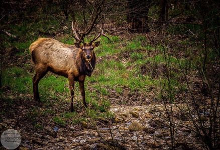 Cookson Wildlife Management Area | TravelOK.com - Oklahoma's Official ...