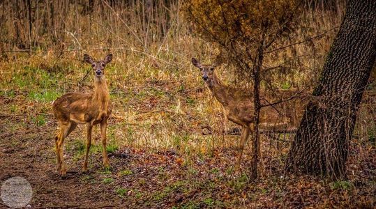 Cookson Wildlife Management Area | TravelOK.com - Oklahoma's Official ...
