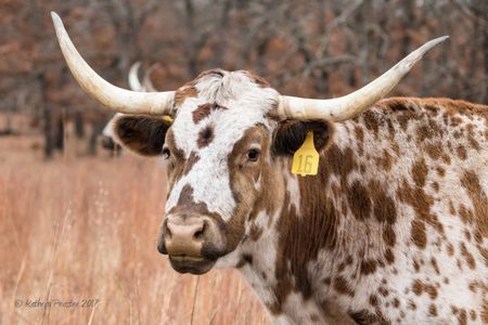 Woolaroc Museum & Wildlife Preserve | TravelOK.com - Oklahoma's ...