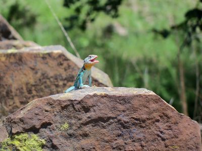 Woolaroc Museum & Wildlife Preserve | TravelOK.com - Oklahoma's ...