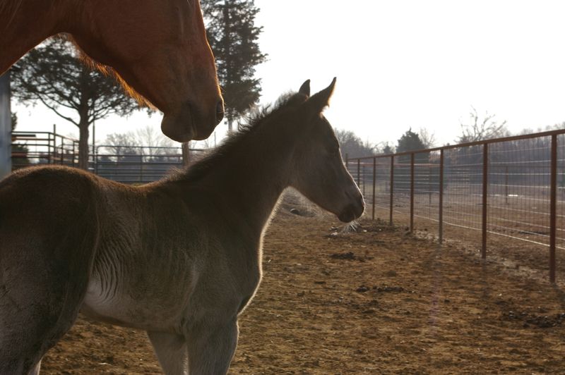 Cowboy Up at Oklahoma's Guest Ranches | TravelOK.com - Oklahoma's ...