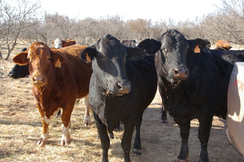 Cowboy Up at Oklahoma's Guest Ranches | TravelOK.com - Oklahoma's ...