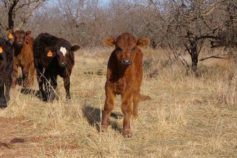 Cowboy Up at Oklahoma's Guest Ranches | TravelOK.com - Oklahoma's ...