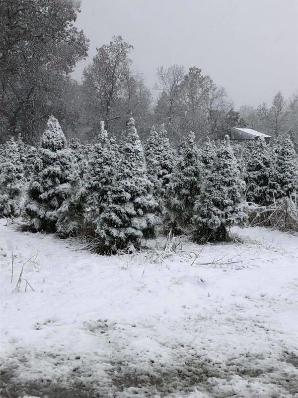 Oklahoma Christmas Tree Farms | TravelOK.com - Oklahoma's Official ...