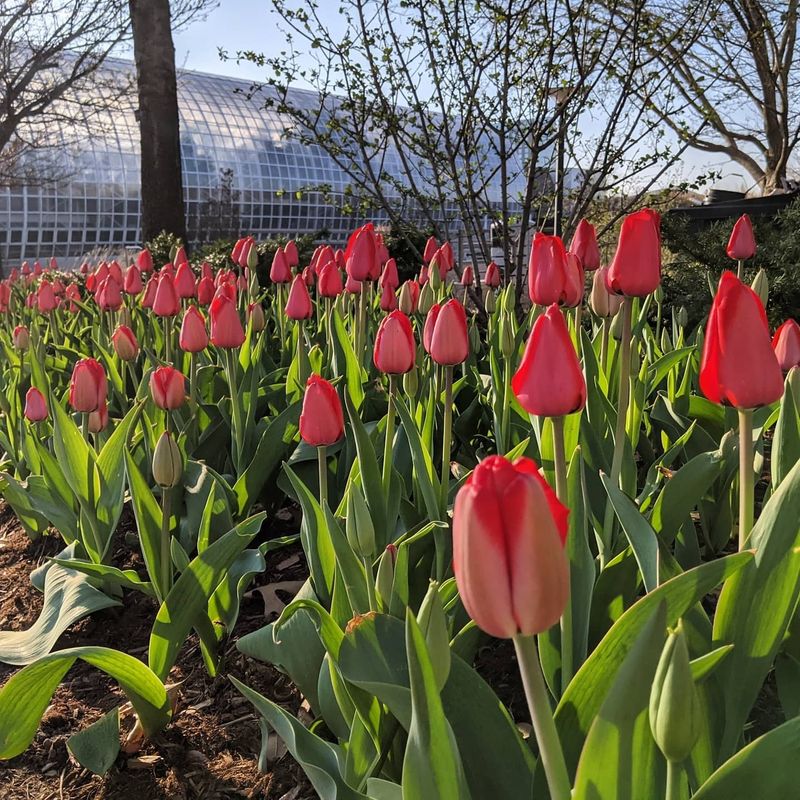 Oklahoma City Oasis: The Myriad Botanical Gardens | TravelOK.com ...