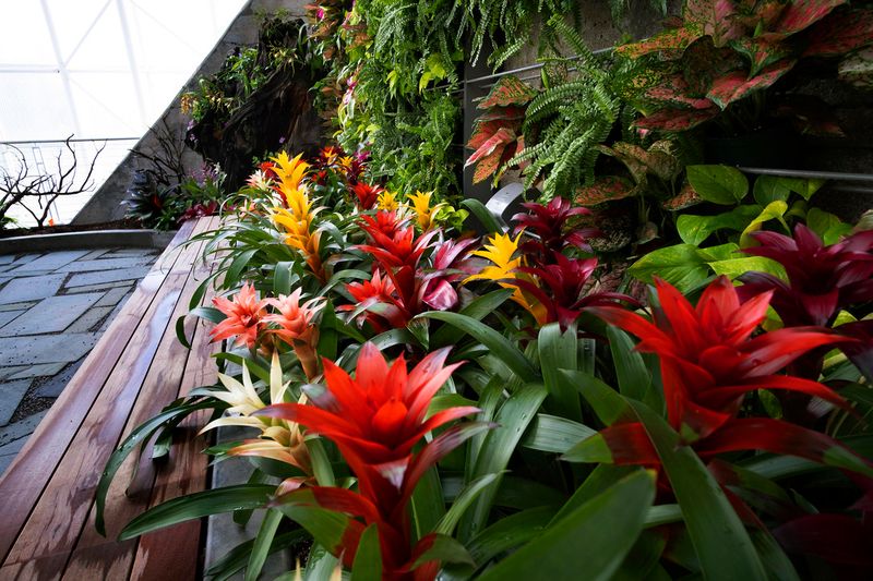 Oklahoma City Oasis: The Myriad Botanical Gardens | TravelOK.com ...