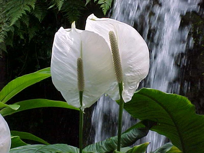 Oklahoma City Oasis: The Myriad Botanical Gardens | TravelOK.com ...