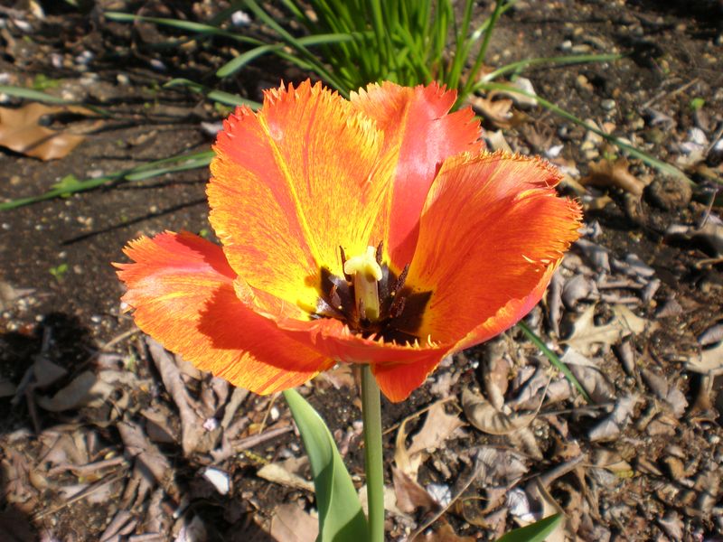 50 Ways to Celebrate Spring in Oklahoma | TravelOK.com - Oklahoma's ...