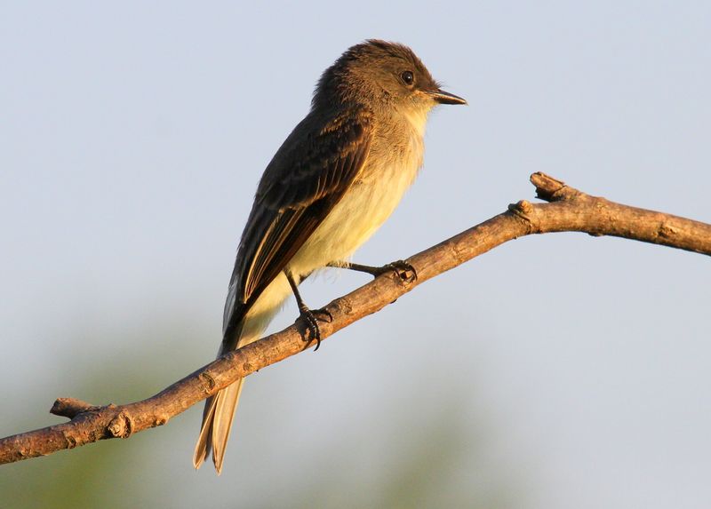 Birding and Bird Watching in Oklahoma | TravelOK.com - Oklahoma's ...