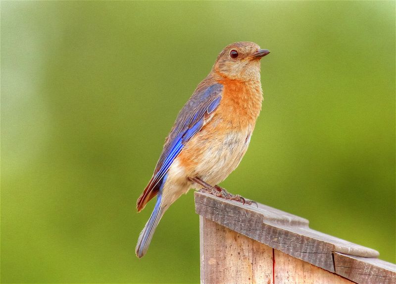 Birding and Bird Watching in Oklahoma | TravelOK.com - Oklahoma's ...
