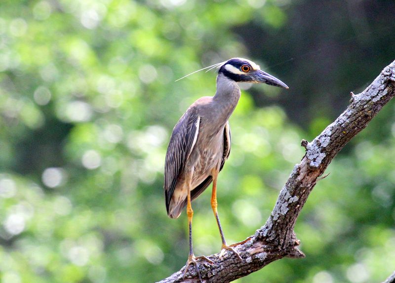 Birding and Bird Watching in Oklahoma | TravelOK.com - Oklahoma's ...