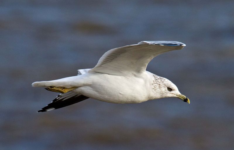 Birding and Bird Watching in Oklahoma | TravelOK.com - Oklahoma's ...