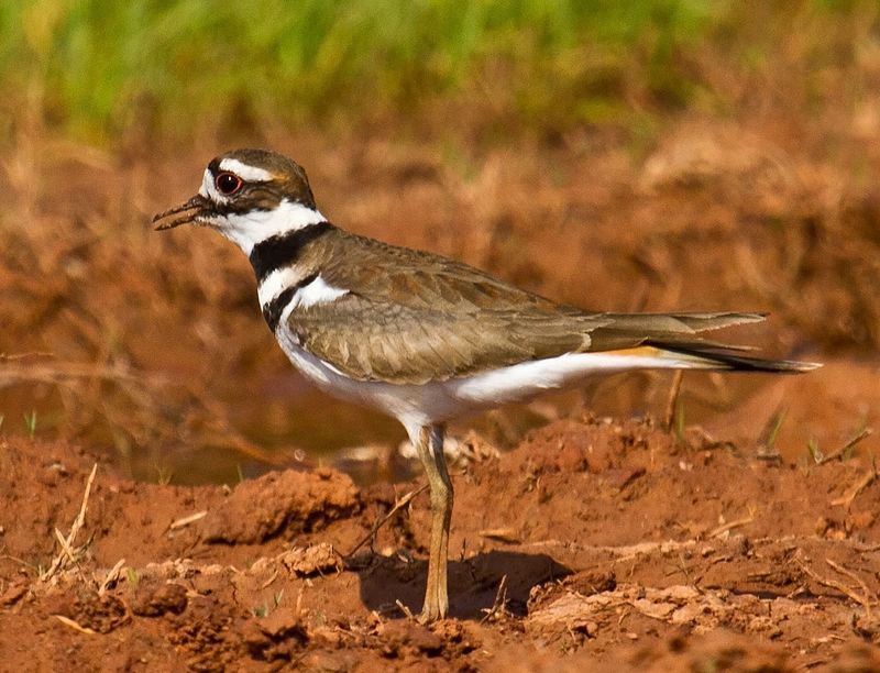 Birding and Bird Watching in Oklahoma | TravelOK.com - Oklahoma's ...