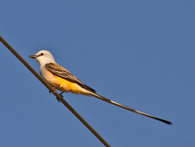 Birding and Bird Watching in Oklahoma | TravelOK.com - Oklahoma's ...