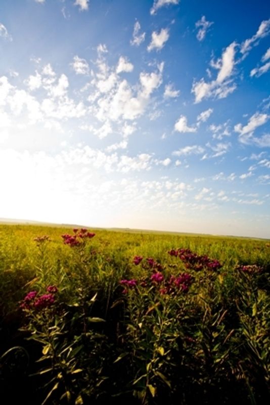 Joseph H. Williams Tallgrass Prairie Preserve | TravelOK.com - Oklahoma ...