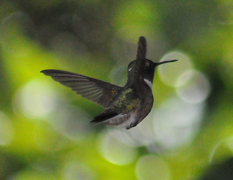 Birding and Bird Watching in Oklahoma | TravelOK.com - Oklahoma's ...