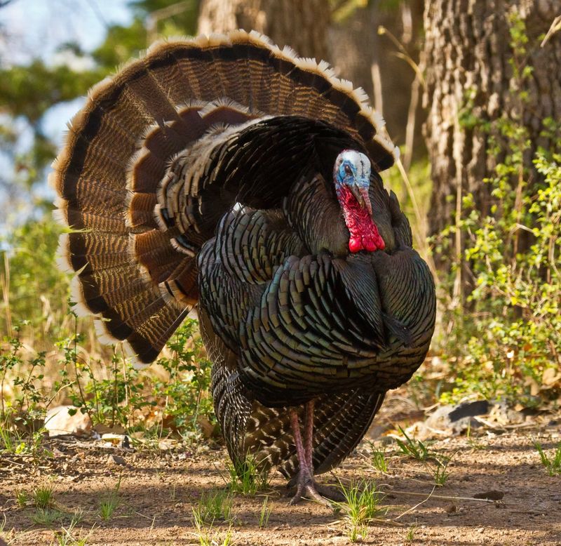 Wichita Mountains Wildlife Refuge & Visitor's Center | TravelOK.com ...