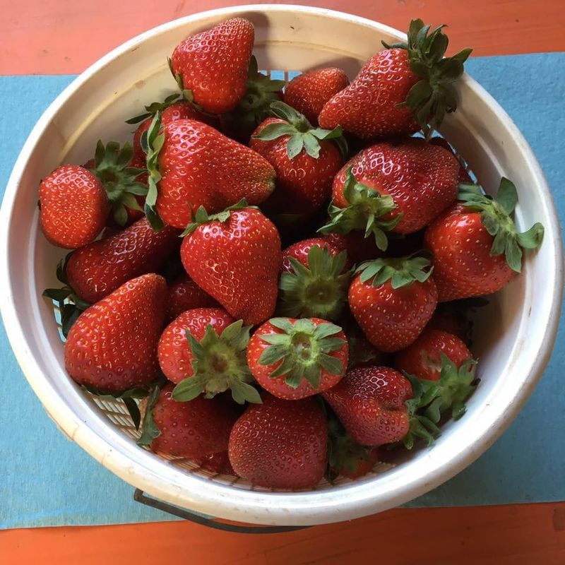 Summer Jelly-Making Farms | TravelOK.com - Oklahoma's Official Travel ...