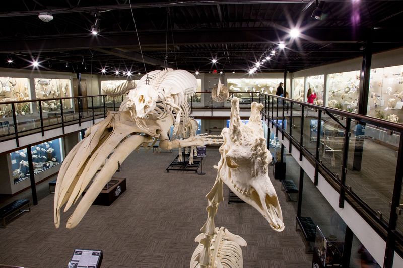 Skeletons: Museum of Osteology | TravelOK.com - Oklahoma's Official ...
