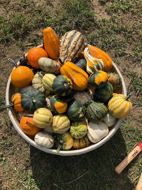 The Country Bumpkin Pumpkin Patch | TravelOK.com - Oklahoma's Official ...