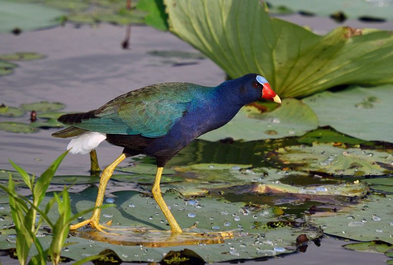 Red Slough Birding Convention | TravelOK.com - Oklahoma's Official ...