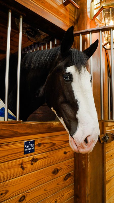 Express Clydesdales Ranch | TravelOK.com - Oklahoma's Official Travel ...
