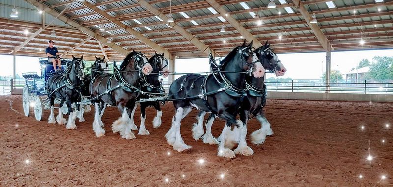 Express Clydesdales Ranch | TravelOK.com - Oklahoma's Official Travel ...