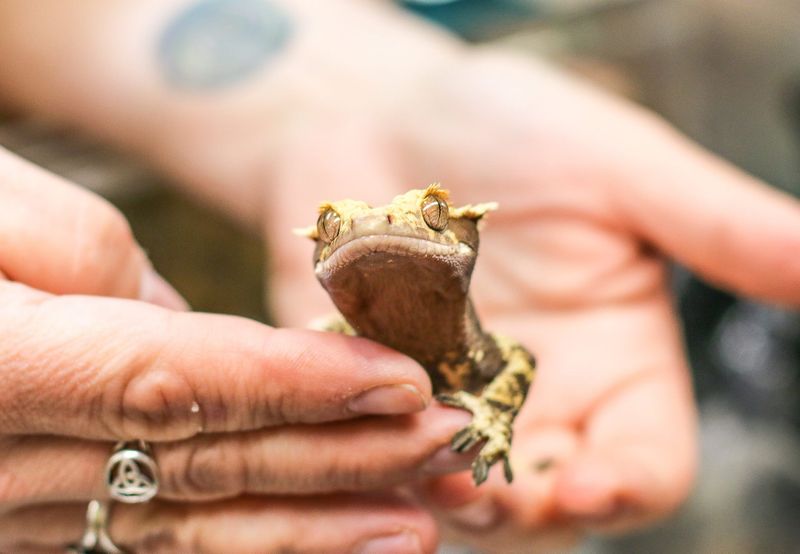 Show Me Reptile & Exotics Show | TravelOK.com - Oklahoma's Official ...