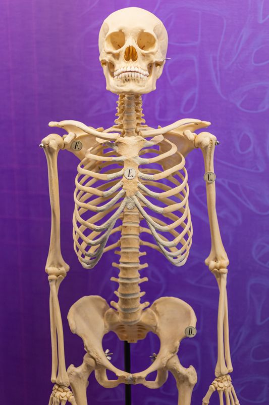 Skeletons: Museum of Osteology | TravelOK.com - Oklahoma's Official ...