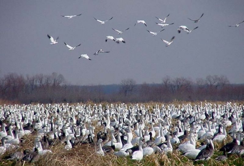 Sequoyah National Wildlife Refuge | TravelOK.com - Oklahoma's Official ...