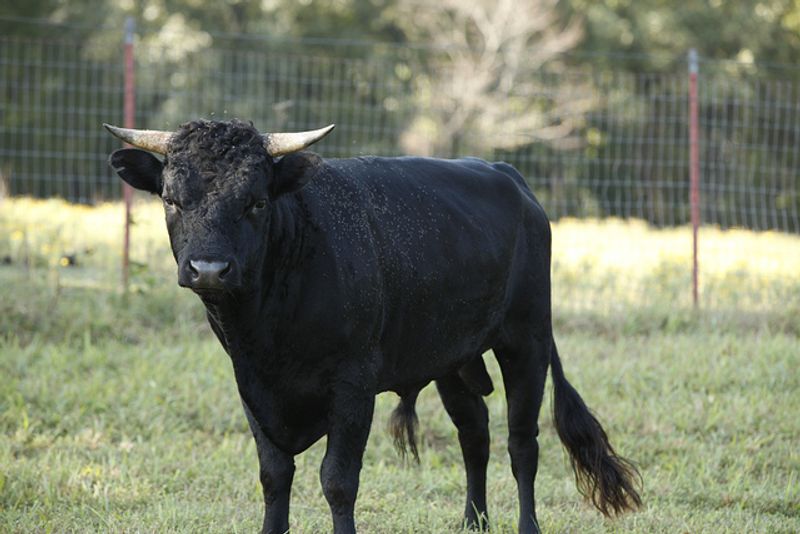 Shepherd's Cross | TravelOK.com - Oklahoma's Official Travel & Tourism Site