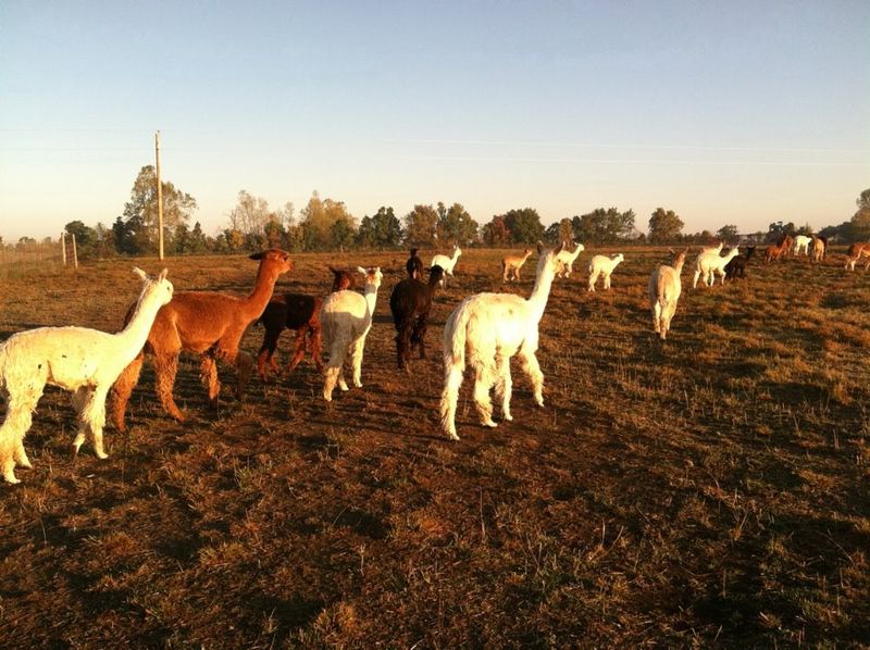 Zena Suri Alpacas | TravelOK.com - Oklahoma's Official Travel & Tourism ...