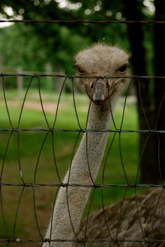 Woolaroc Museum & Wildlife Preserve | TravelOK.com - Oklahoma's ...