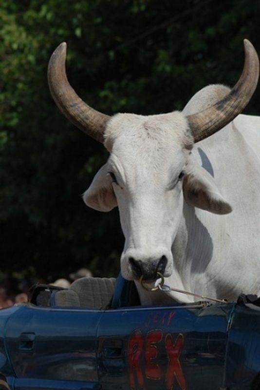 Watonga Cheese Festival | TravelOK.com - Oklahoma's Official Travel ...