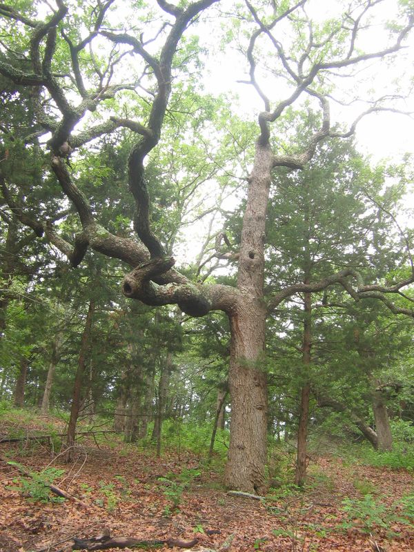 Keystone Ancient Forest | TravelOK.com - Oklahoma's Official Travel ...