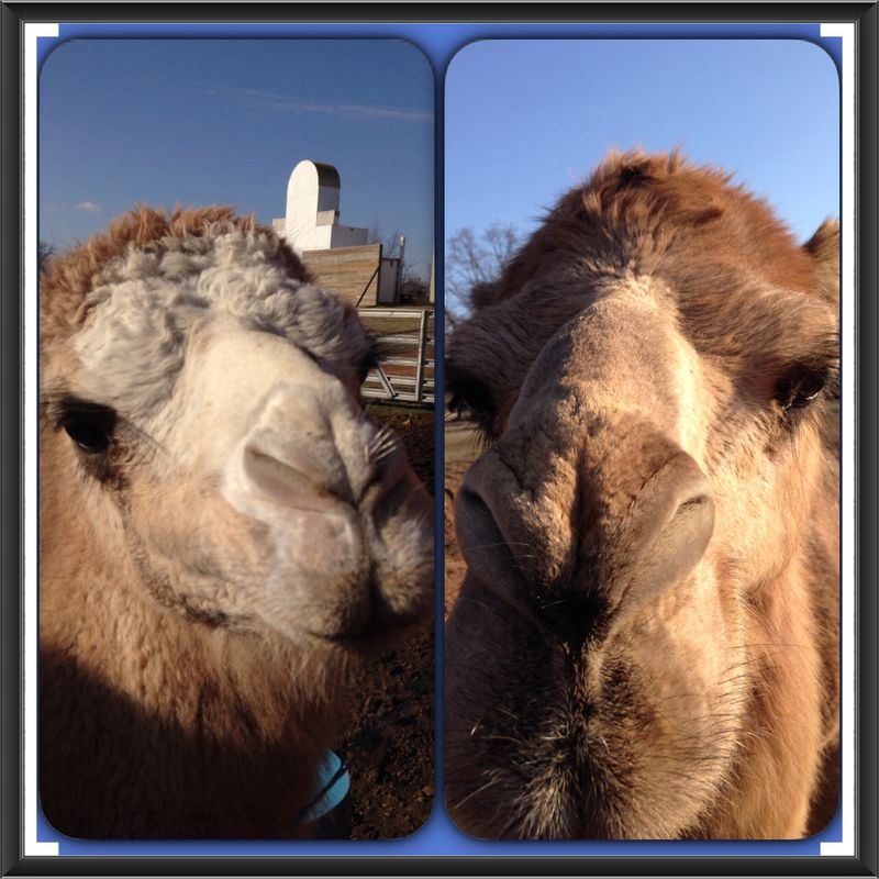 Oasis Animal Adventures | TravelOK.com - Oklahoma's Official Travel ...