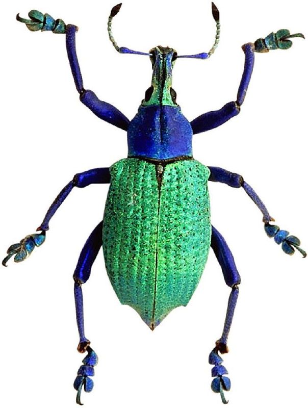 Insect Adventure | TravelOK.com - Oklahoma's Official Travel & Tourism Site