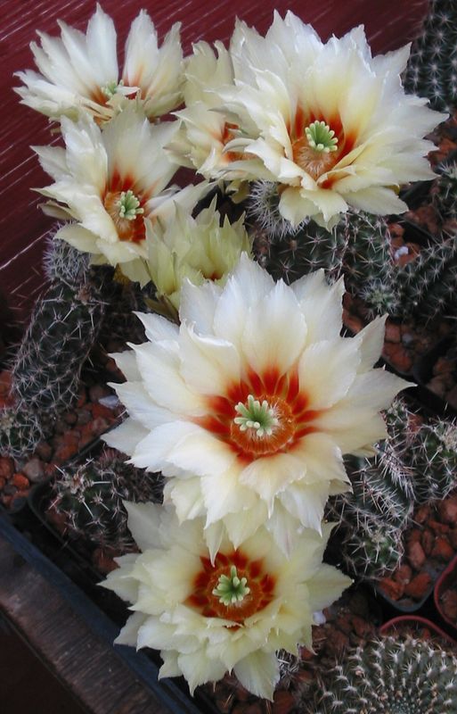 Cactus & Succulent Show & Sale | TravelOK.com - Oklahoma's Official ...