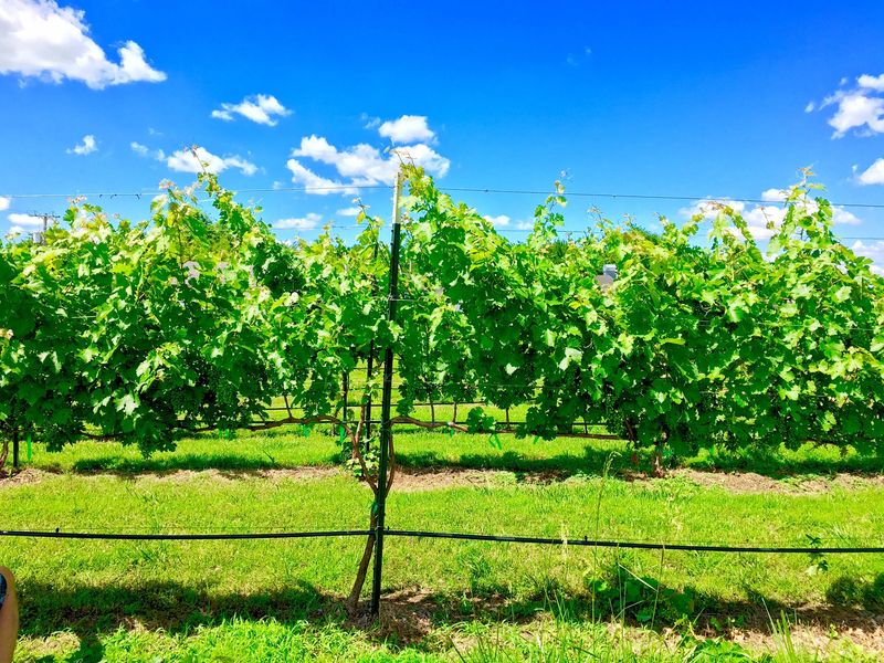 Pecan Creek Winery | TravelOK.com - Oklahoma's Official Travel ...