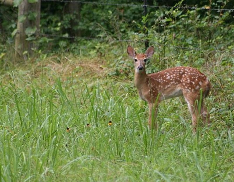 Deep Fork National Wildlife Refuge | TravelOK.com - Oklahoma's Official ...