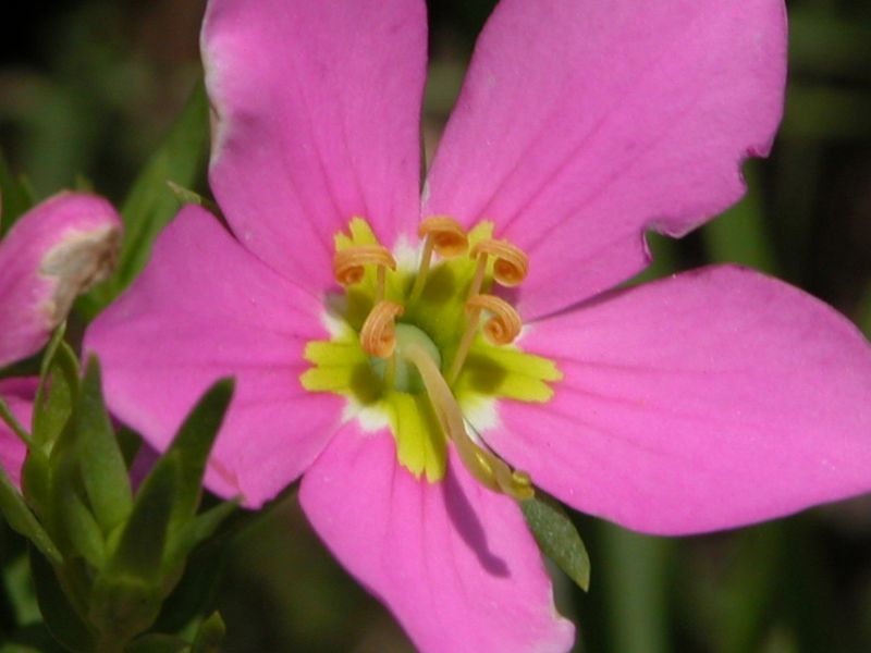 Pontotoc Ridge Preserve | TravelOK.com - Oklahoma's Official Travel ...