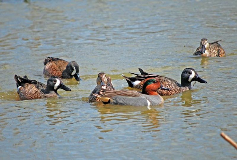 Red Slough Wildlife Management Area | TravelOK.com - Oklahoma's ...